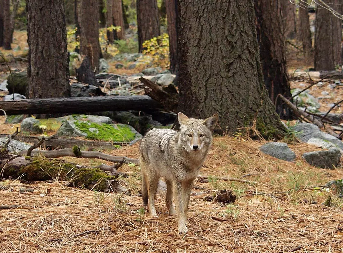 Coyote (Canis latrans).