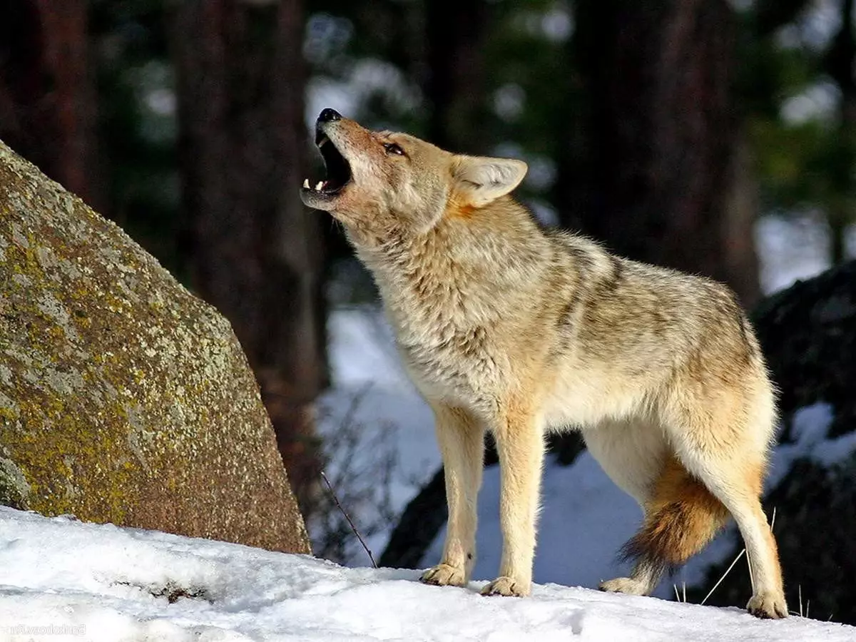 Coyote adalah haiwan berbahaya bagi manusia.