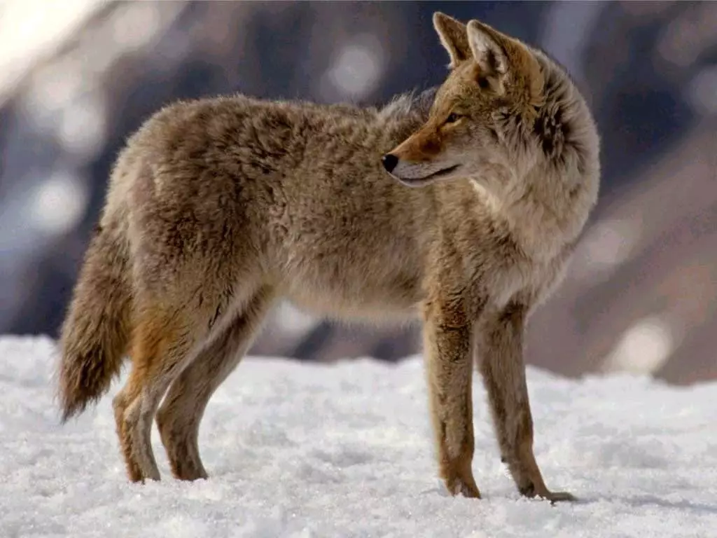 Coyote adalah pesaing langsung serigala dan musang.