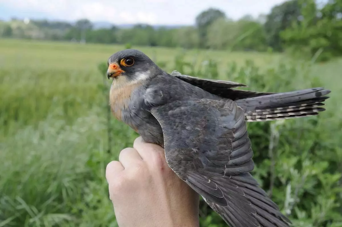 Falkun (Falco vespertinus).