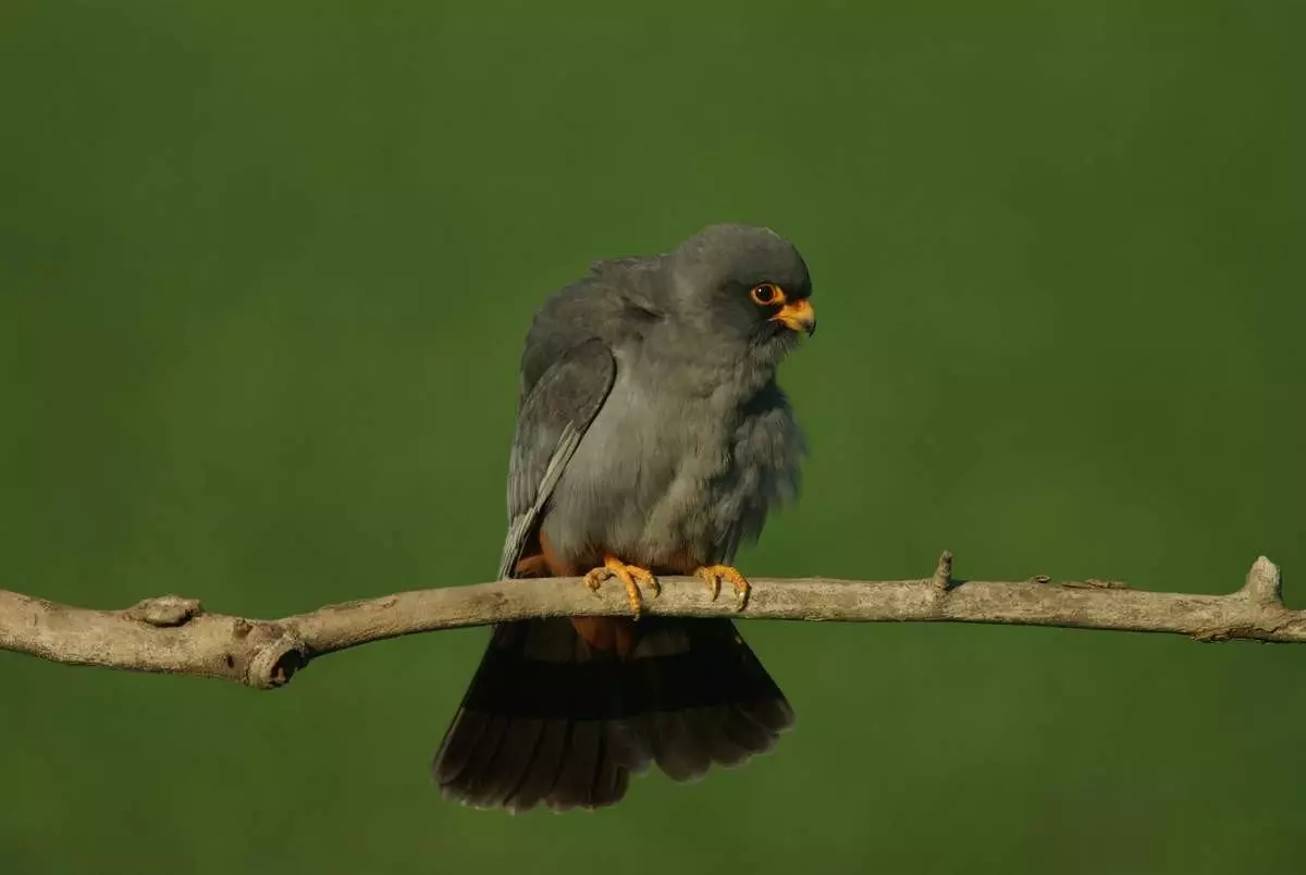 Los halcones machos son pequeños halcones.