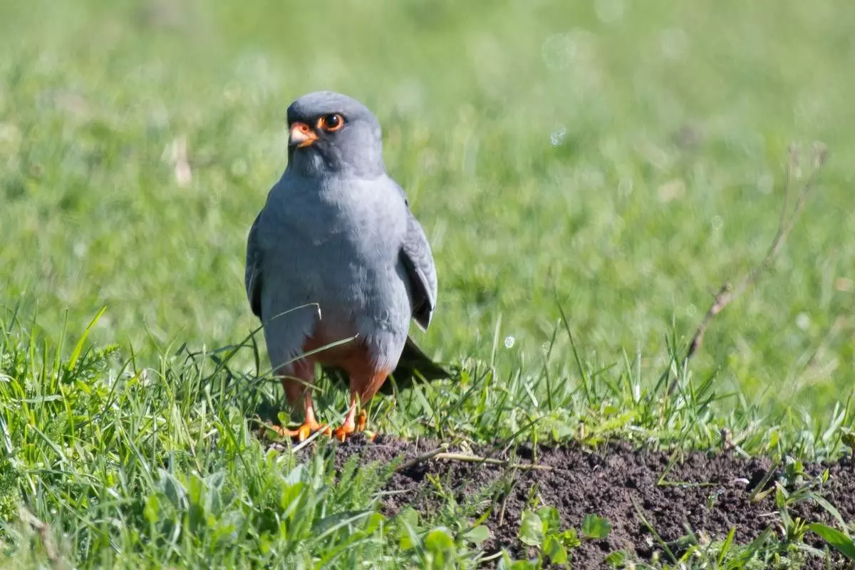 Kobchiks sind Feldarbeiter: Sie fangen schädliche Nagetiere.