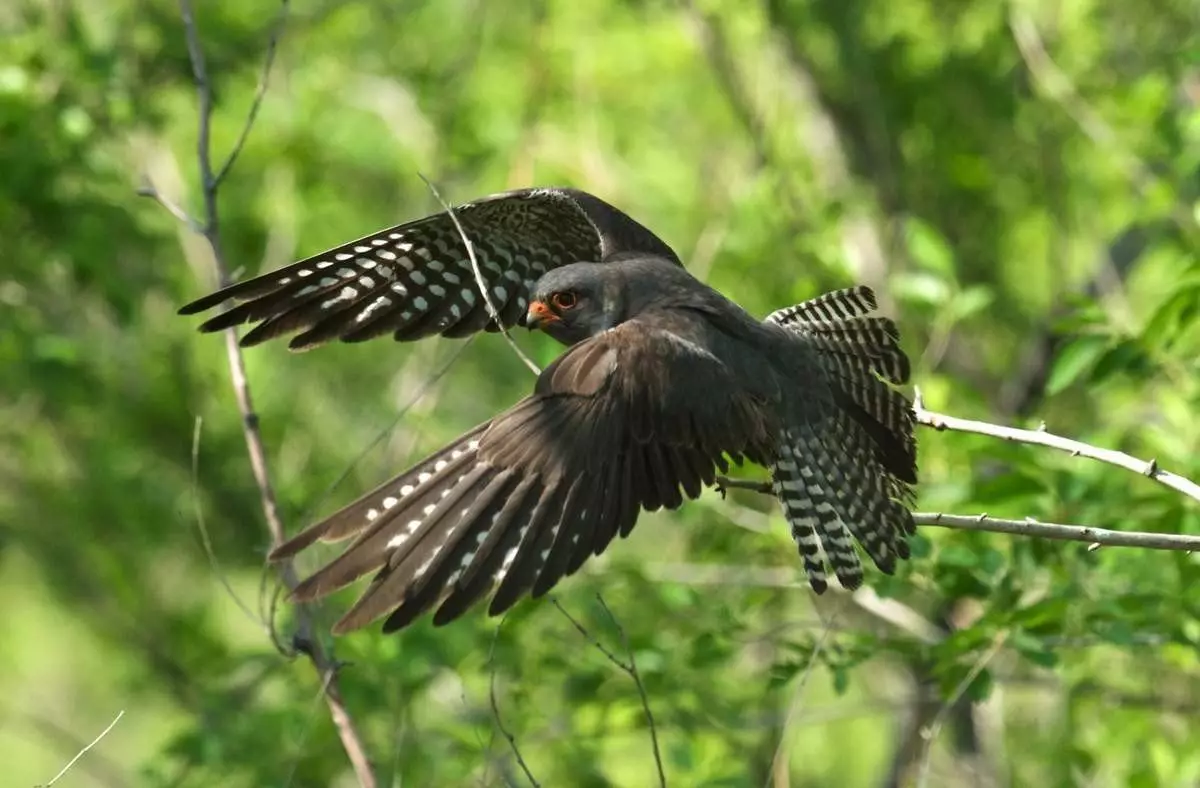 Kobchik minangka manuk pemangsa.