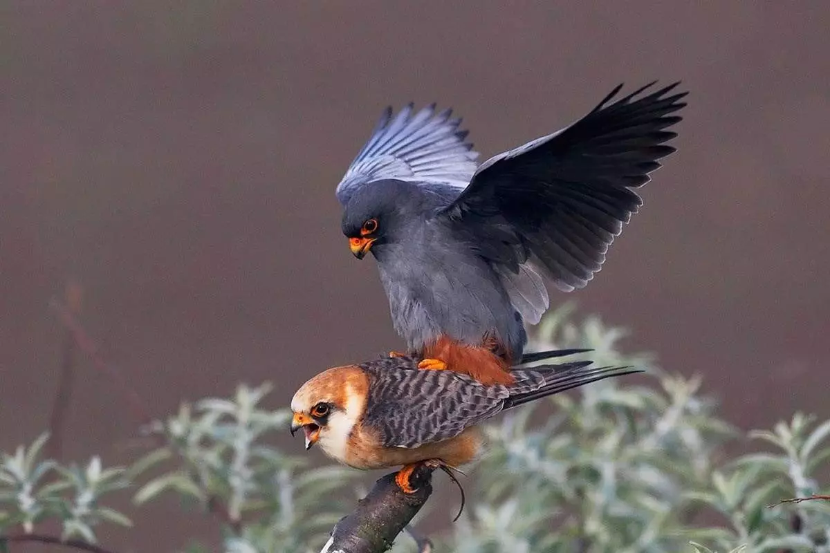 La vie à l'état sauvage chez un faon mâle est de courte durée.