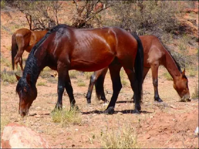 Brumby e na le mamello e kholo le semelo, e thatafalitsoe ka thato.