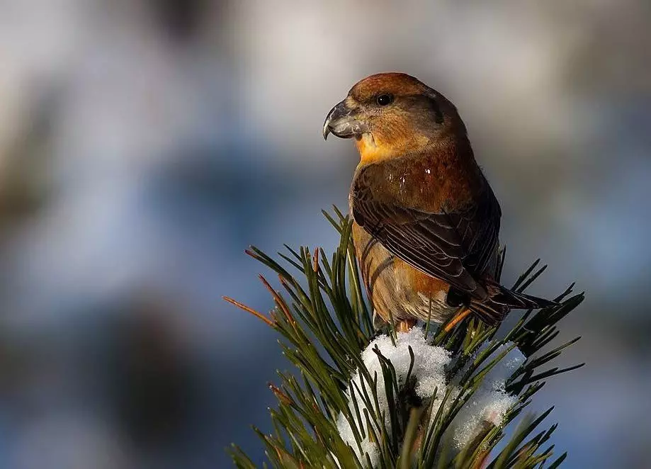 Pine crossbill (Loxia pytyopsittacus).