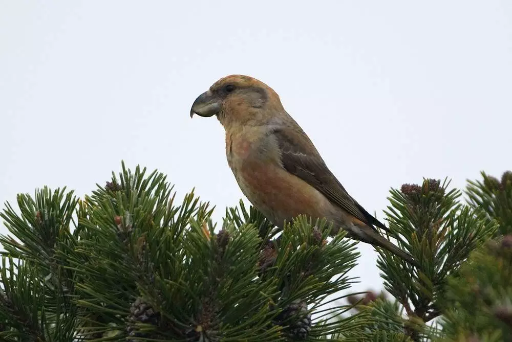 Pine crossbill - de eigner fan in eksoatyske snaffel.