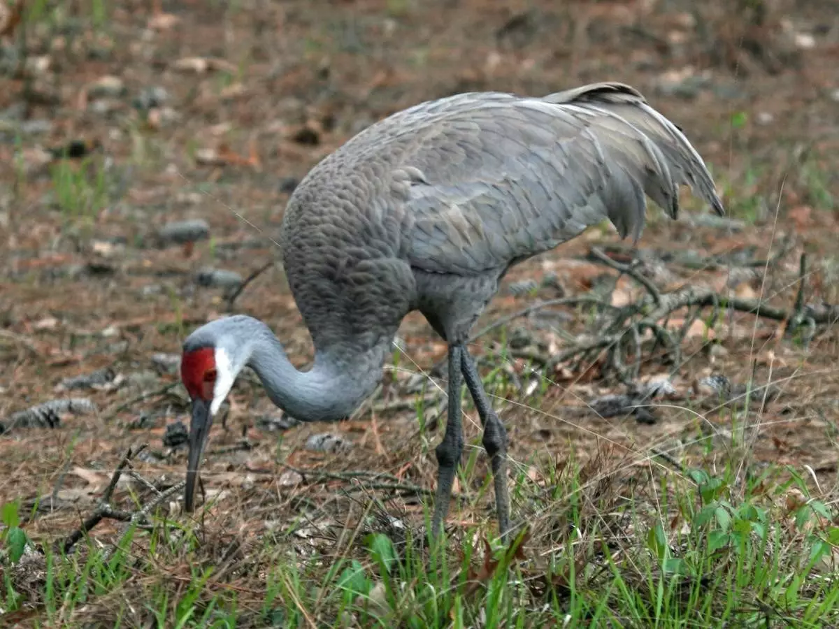 Guindastre canadense (Grus canadensis).