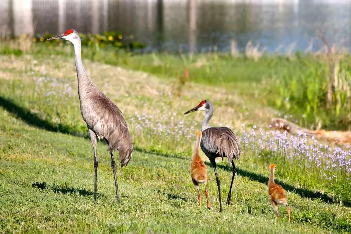 Les grues canadences no només es troben al Canadà.