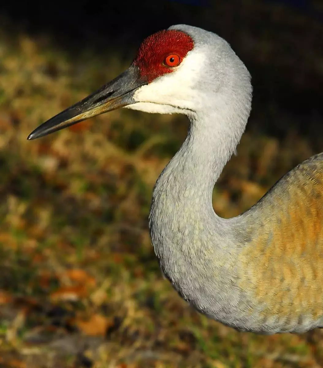 These birds are distinguished by a peculiar color.