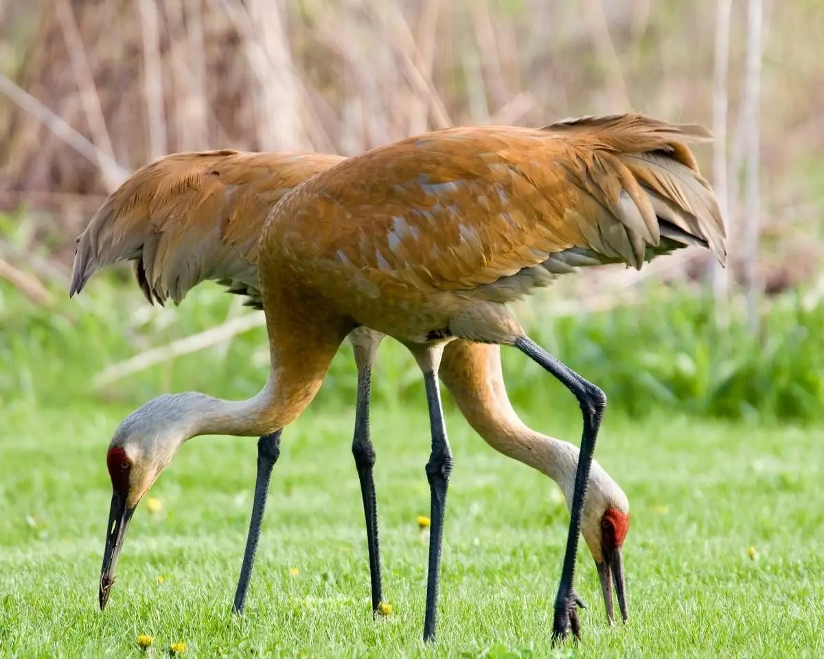 Les grues són ocells elegants.