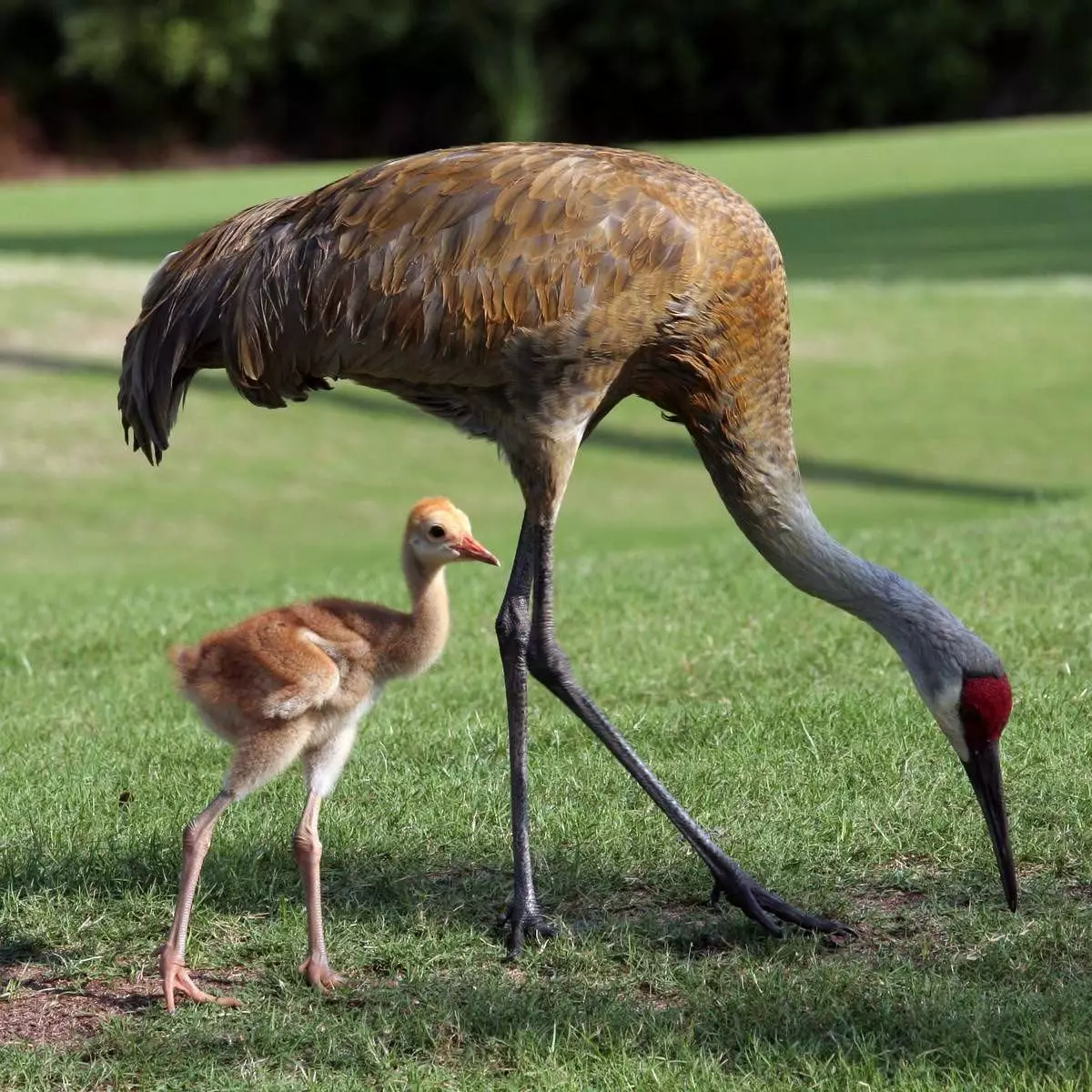 Una grua canadenca adulta i un pollet petit.