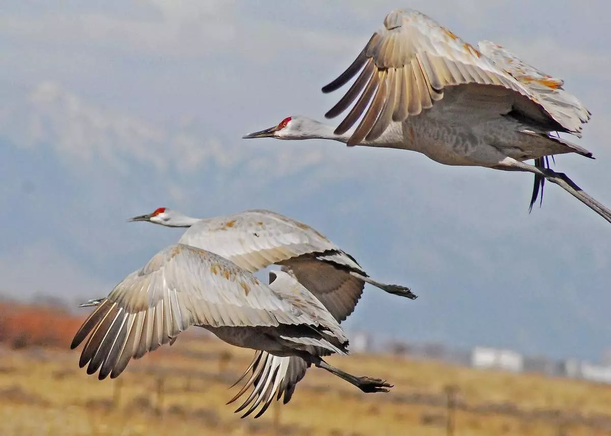 Les grues canadencs són aus migratòries.