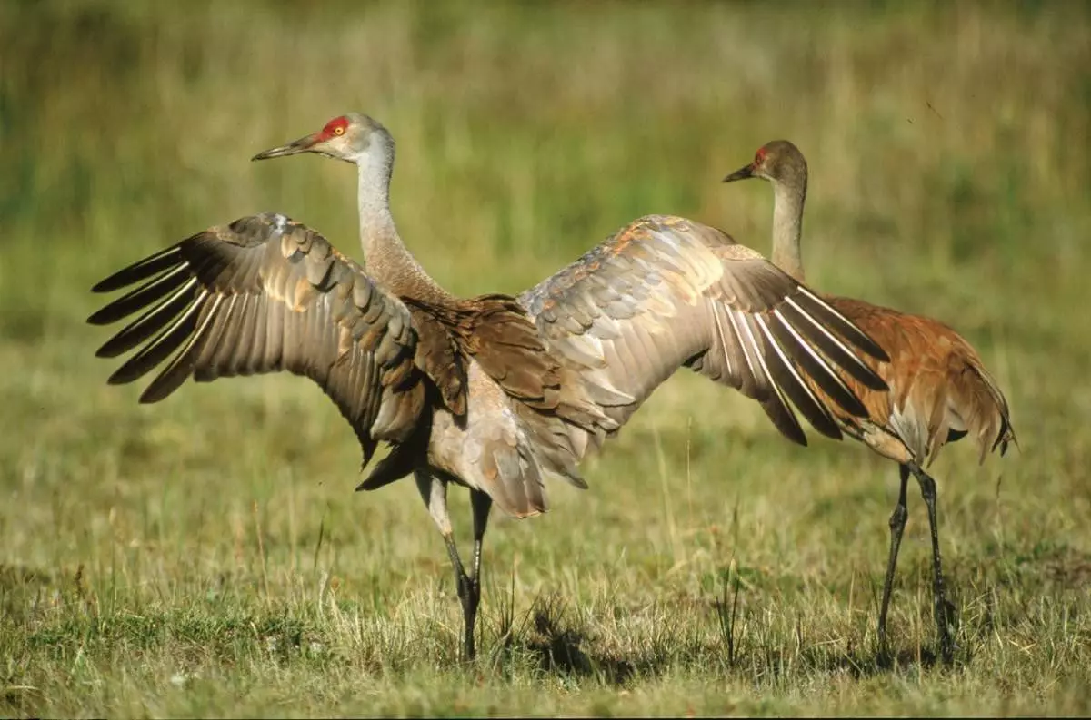 Cranes ndi mbalame zododometsa, komanso amasakidwa.