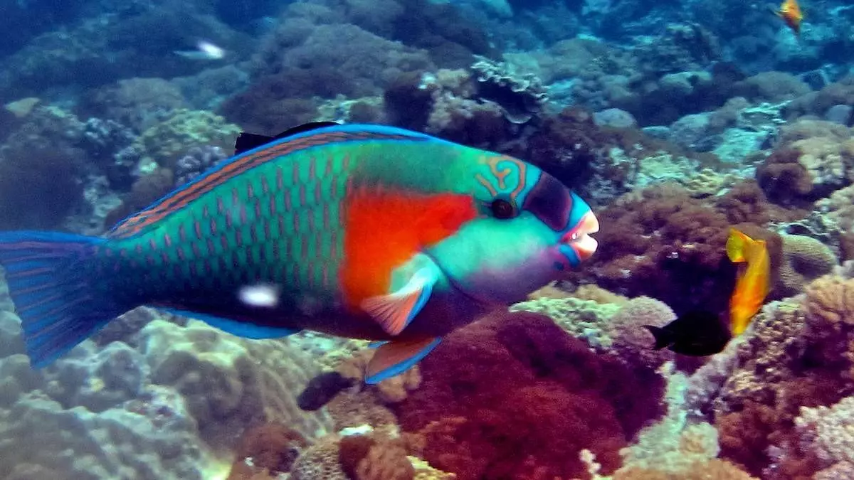 Ikan kakatua memiliki warna yang beraneka warna.