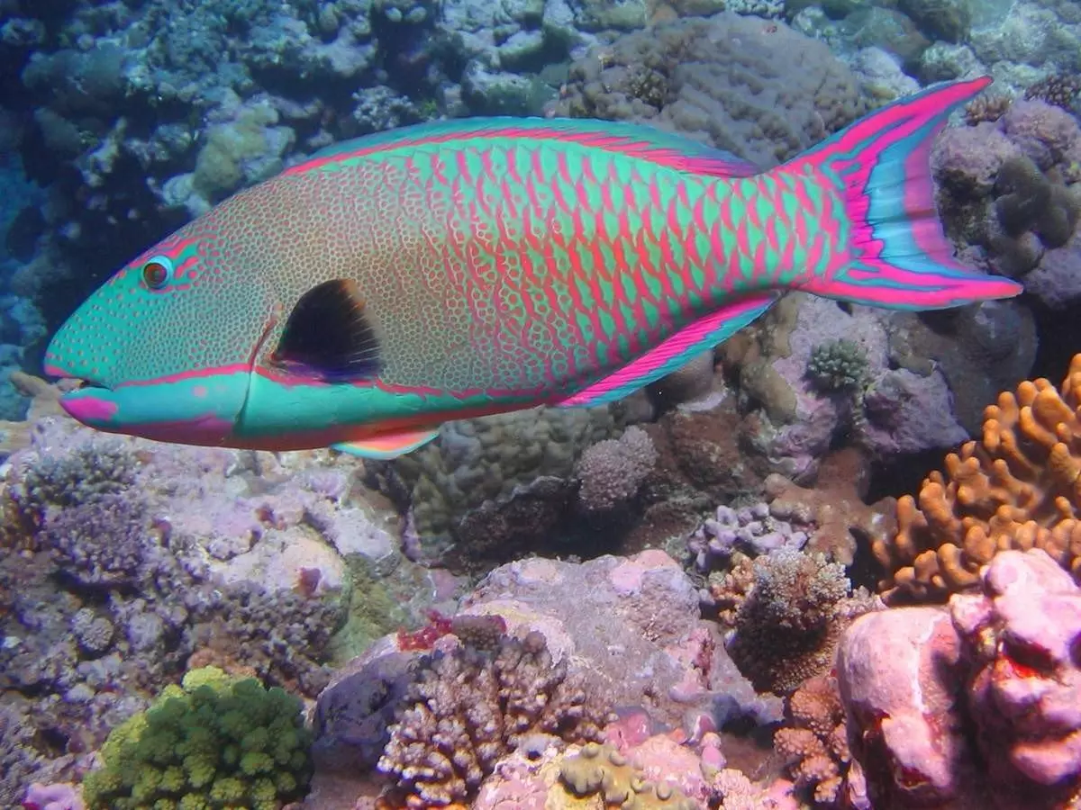 Parrotfish koral arrezifeen erizaina da.