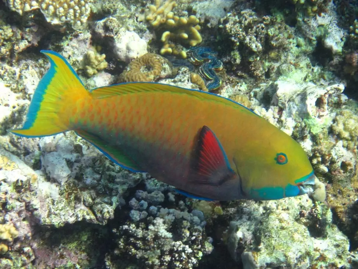 Parrotfish počas svojho života mení pohlavie.