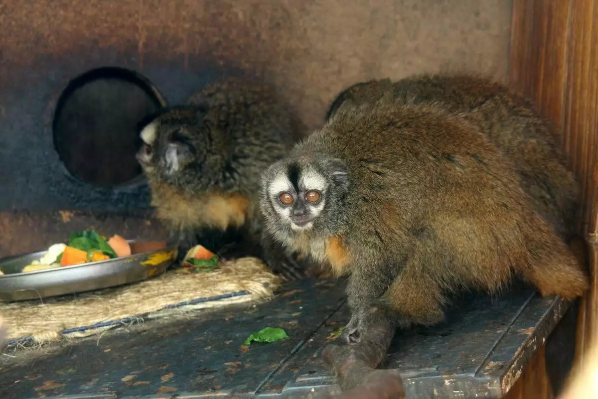 Peruvian myrikina (Aotus miconax).