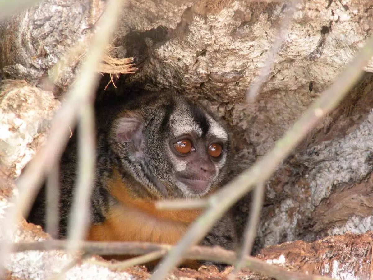 Myrikina Panaman (Aotus lemurinus).