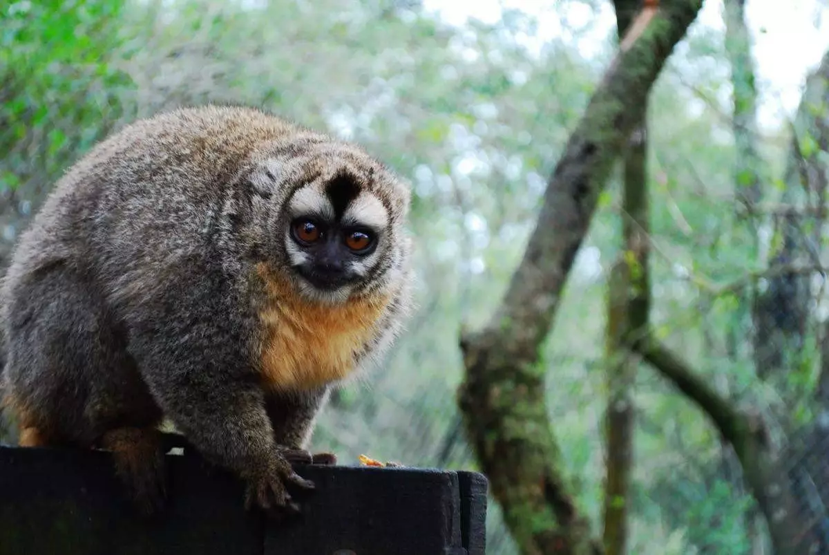 Gewéinleche Myrikina (Aotus trivirgatus).