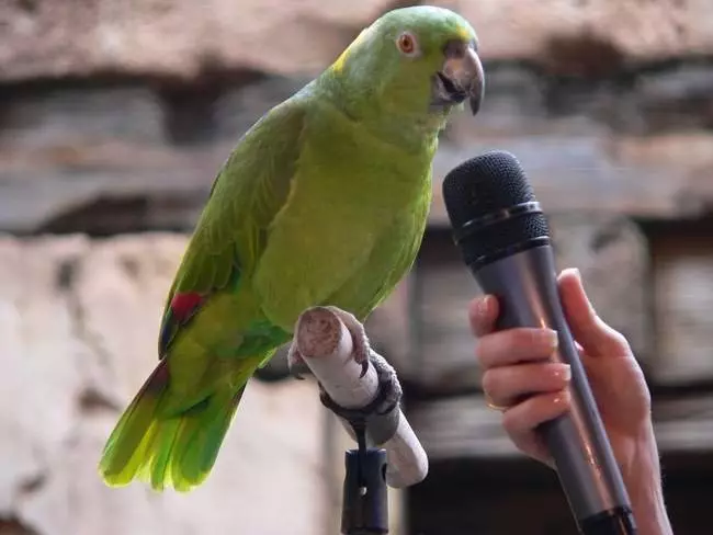 Papige koje je lako obučiti razumiju ljudski jezik i mogu izgovarati pojedinačne riječi.