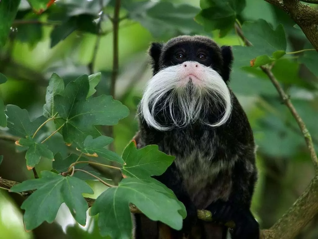 Tamarin perandorak (Saguinus imperator).