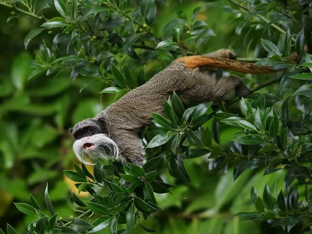 Tamarins ແມ່ນລີງຕົ້ນໄມ້.