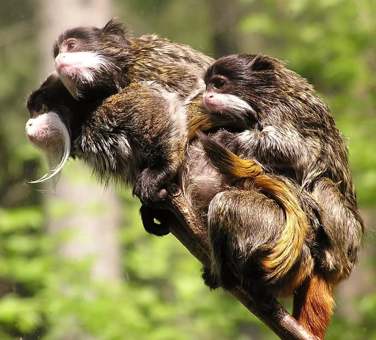 Awọn tamarins Imperial ngbe ni awọn ẹgbẹ kekere.