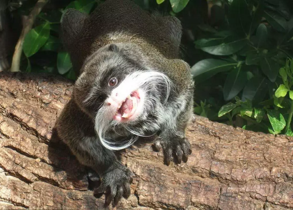 Tamarins Imperial ແມ່ນສັດຕະຫລົກ.