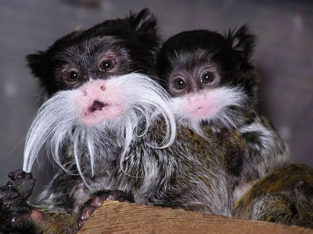 Imperial tamarin med en unge.