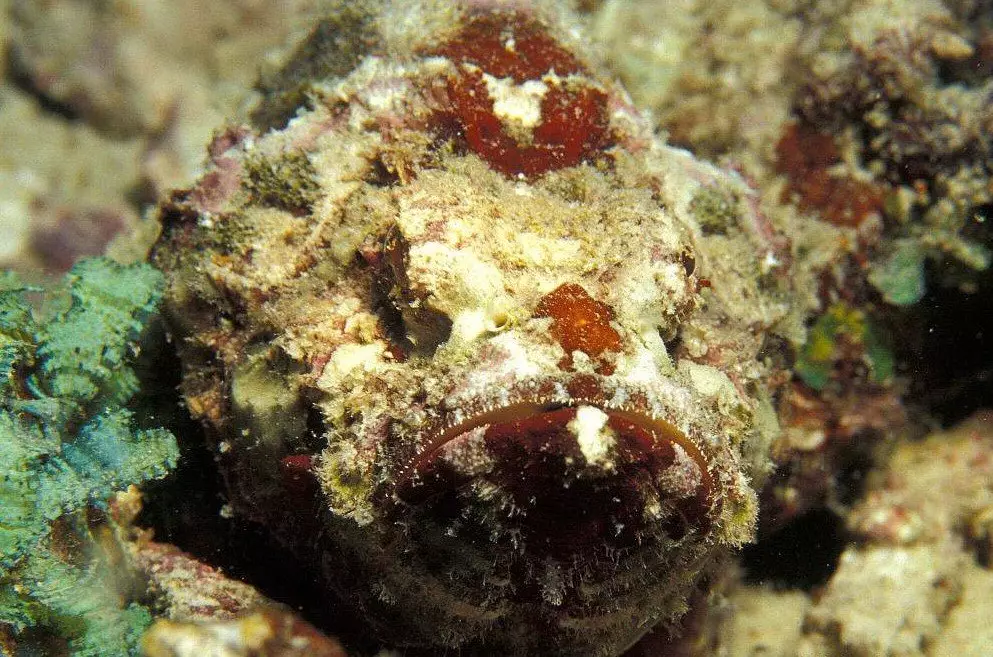 Ħut tal-ġebel (Synanceia verrucosa).