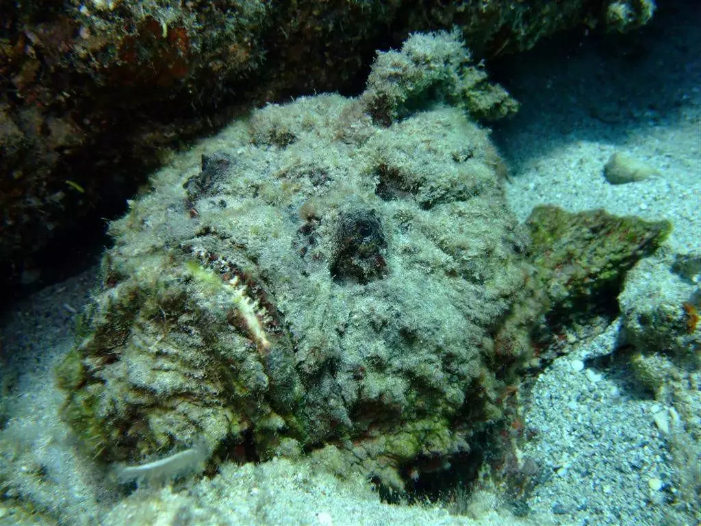 Es ist unmöglich, diesen Fisch auf dem Meeresboden zu bemerken.