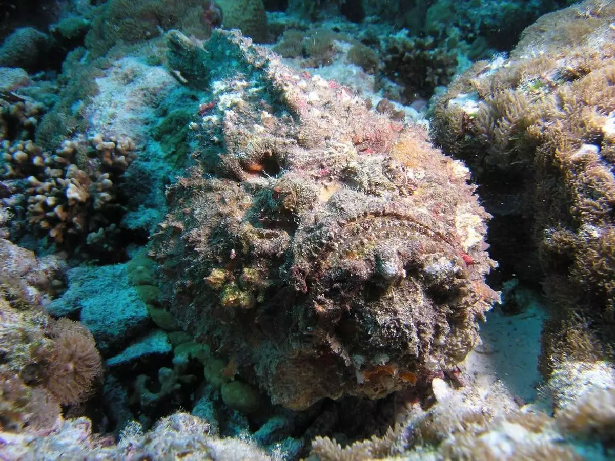 သေတတ်သော Stonefish 18915_4