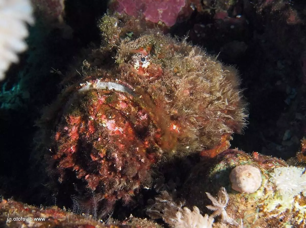 日本と中国では、この魚が食べられます。