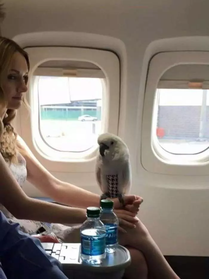 Existen reglas para el transporte aéreo de mascotas con plumas.