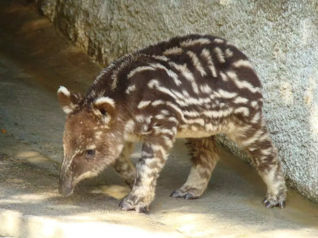 Berg tapir welp.