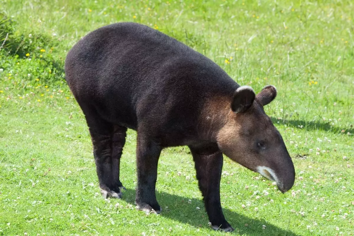 Bergtapirs binne herbivore bisten.