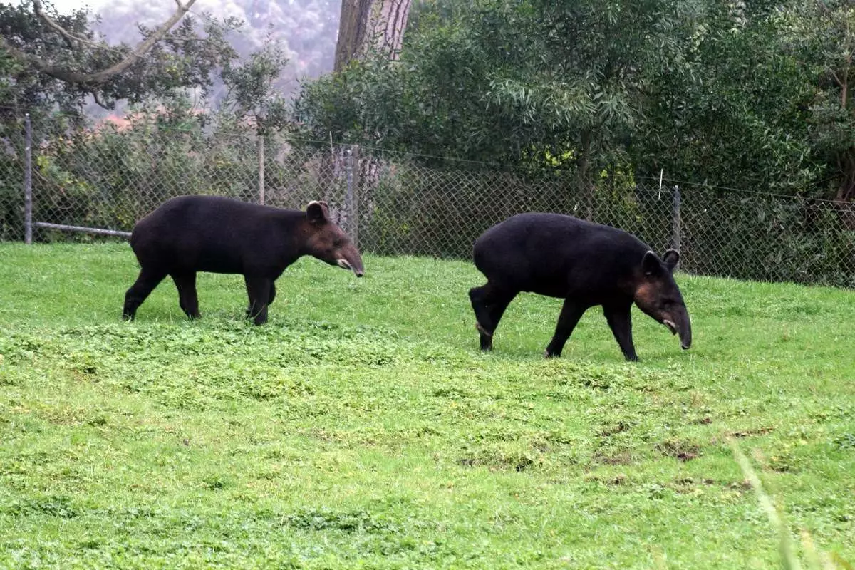 Bergtapirs by de bistetún.