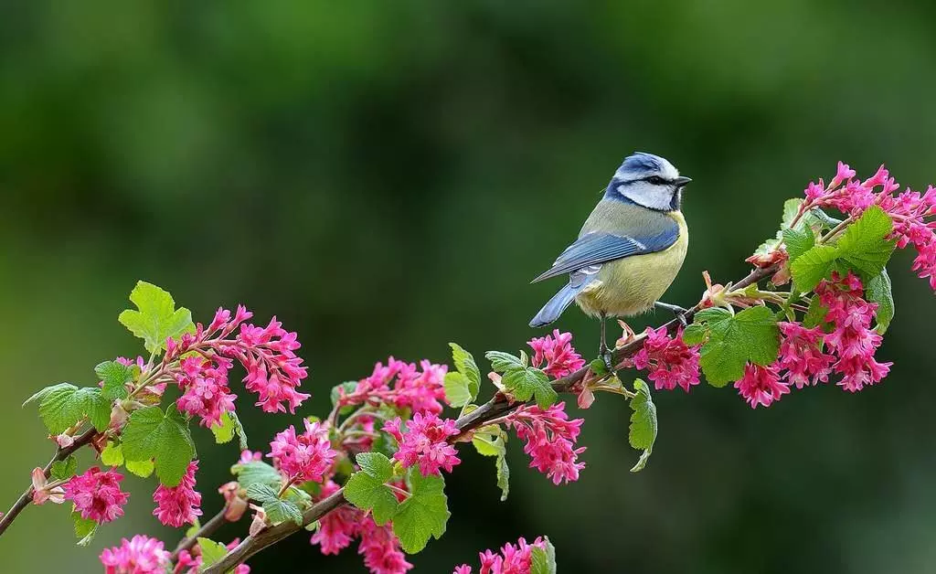 Females are practically indistinguishable from males: the only way to distinguish them is the brightness of the color, because the males are more variegated.