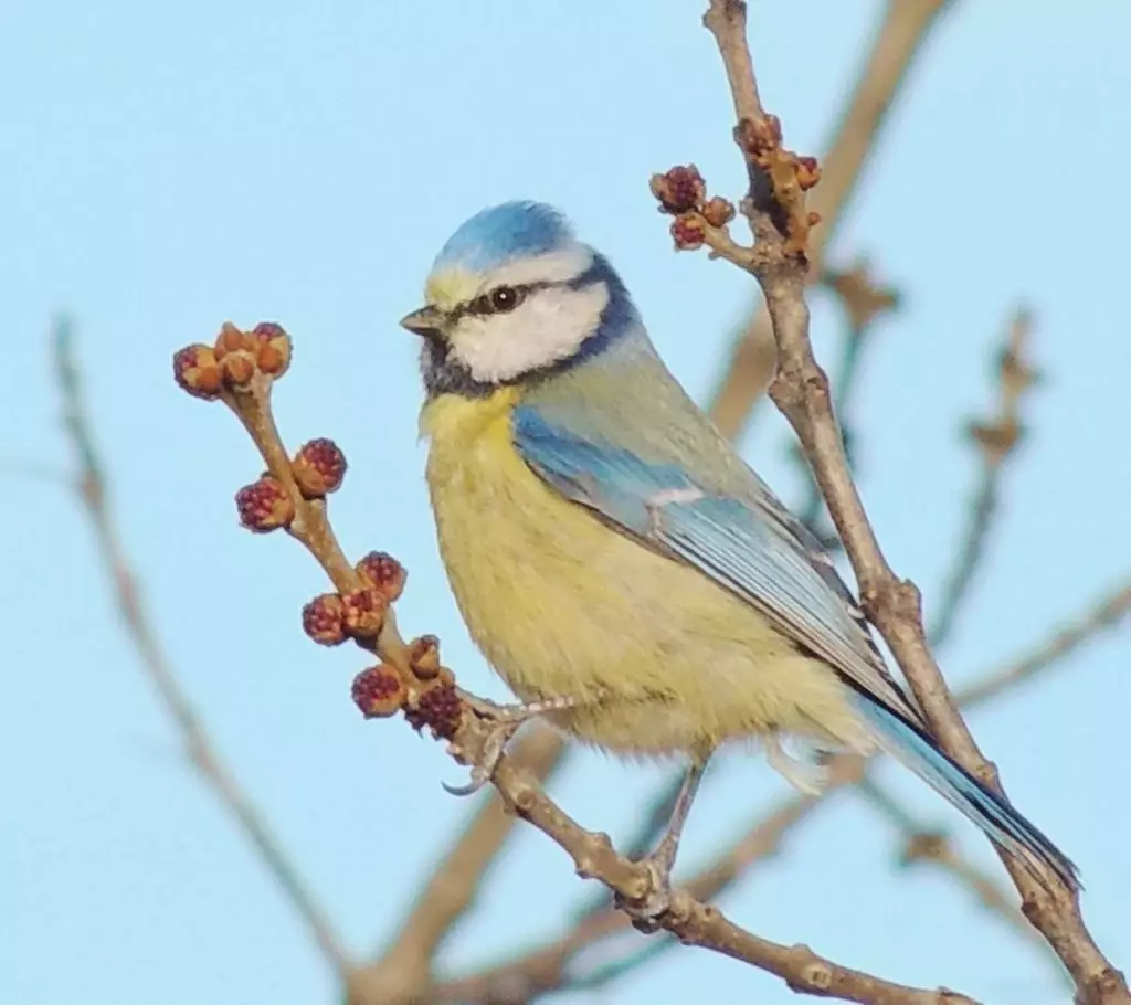 During the year, blue tits migrate in height, moving lower with the onset of cold weather.