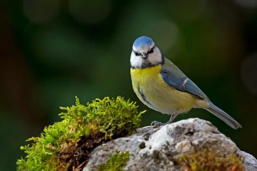 Agile blue tit can catch their prey on the fly, but most often they peck out small insects from the bark of old trees.