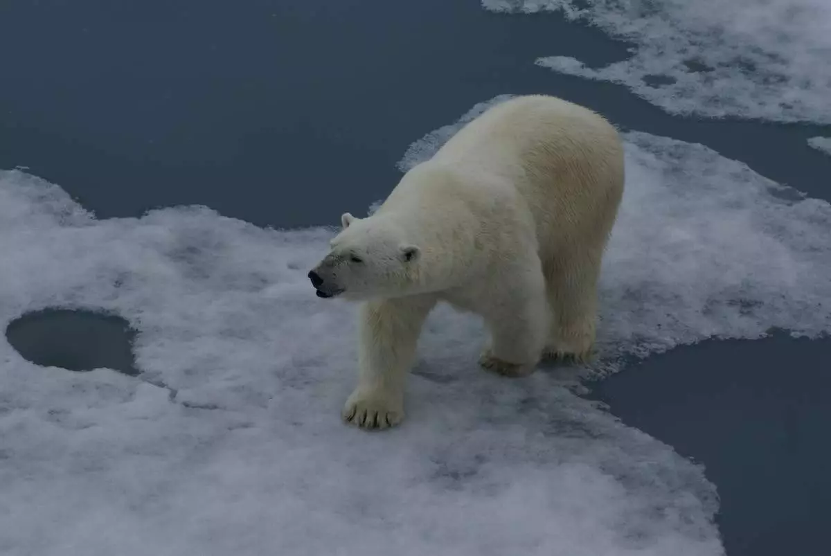 北极熊 (Ursus maritimus)。