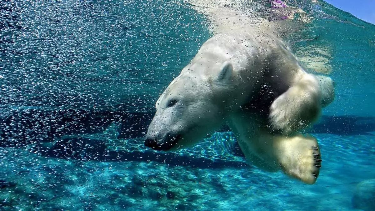 O oso polar recibe comida non só na terra, senón tamén na auga.
