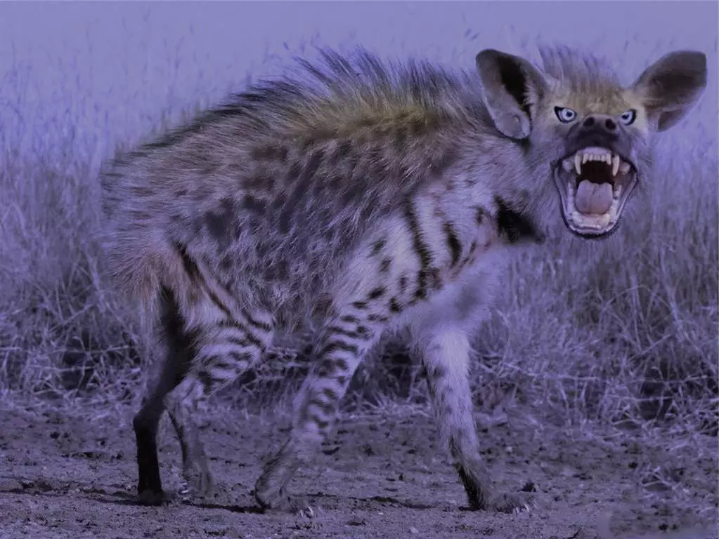 Pinaniniwalaan na ang panlabas na Nandi ay kahawig ng isang malaking hyena.