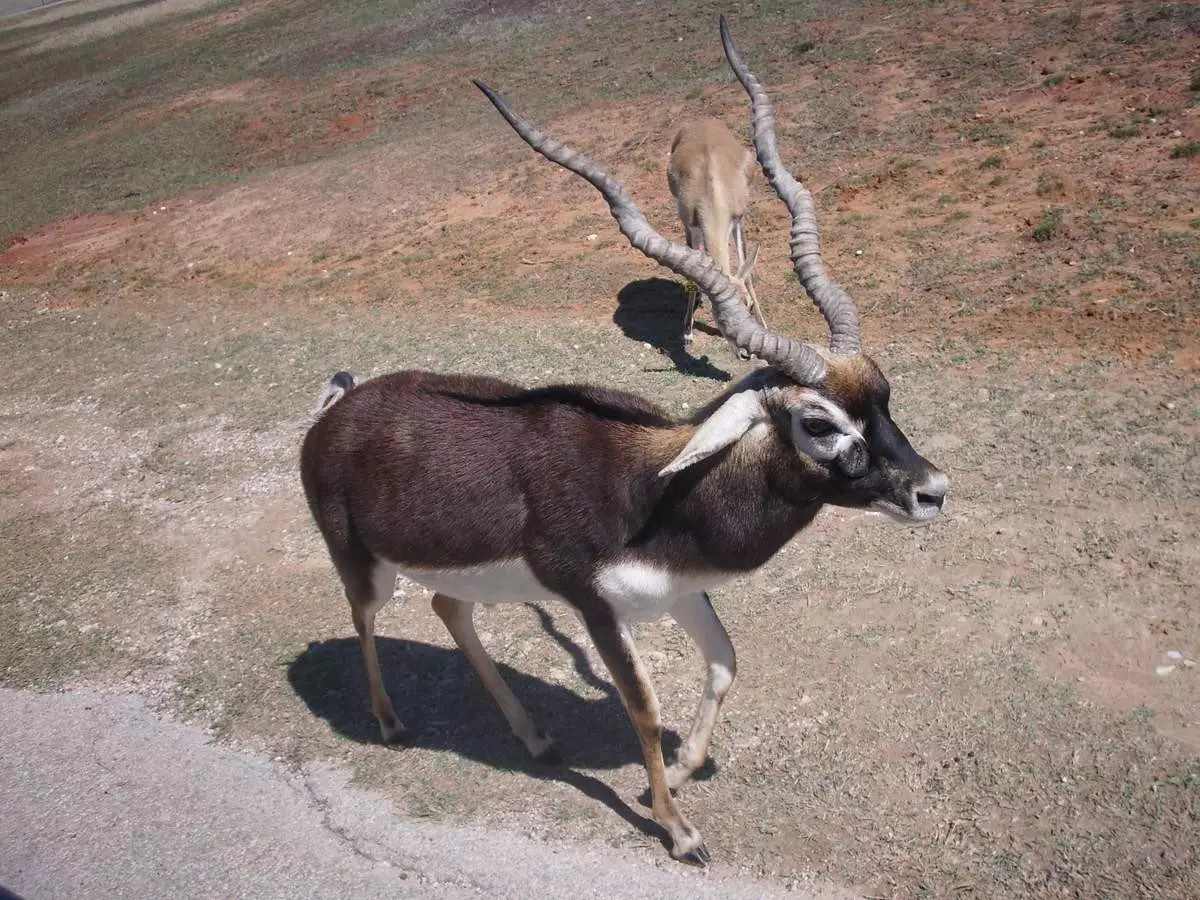 Garna, die gehörnte Antilope (Antilope cervicapra).