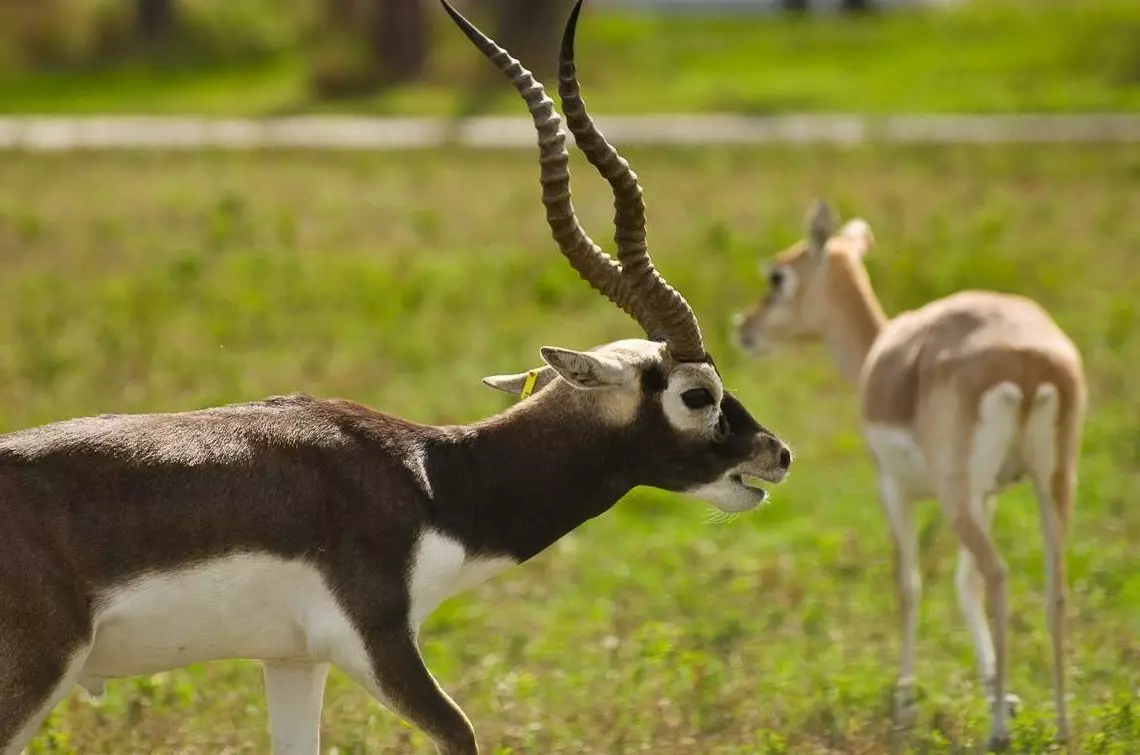 Garnas Antilope hat lange spiralförmige Hörner.