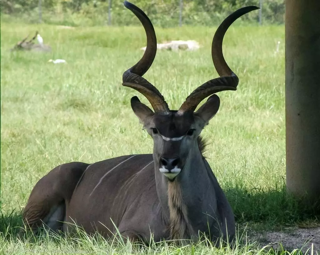 Garnit joutuvat susien ja šakalien saaliiksi.