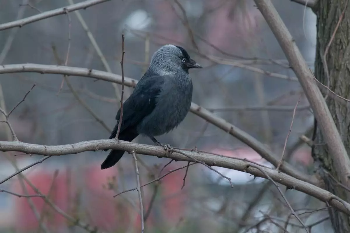 Jackdaw (Corvus monedula).