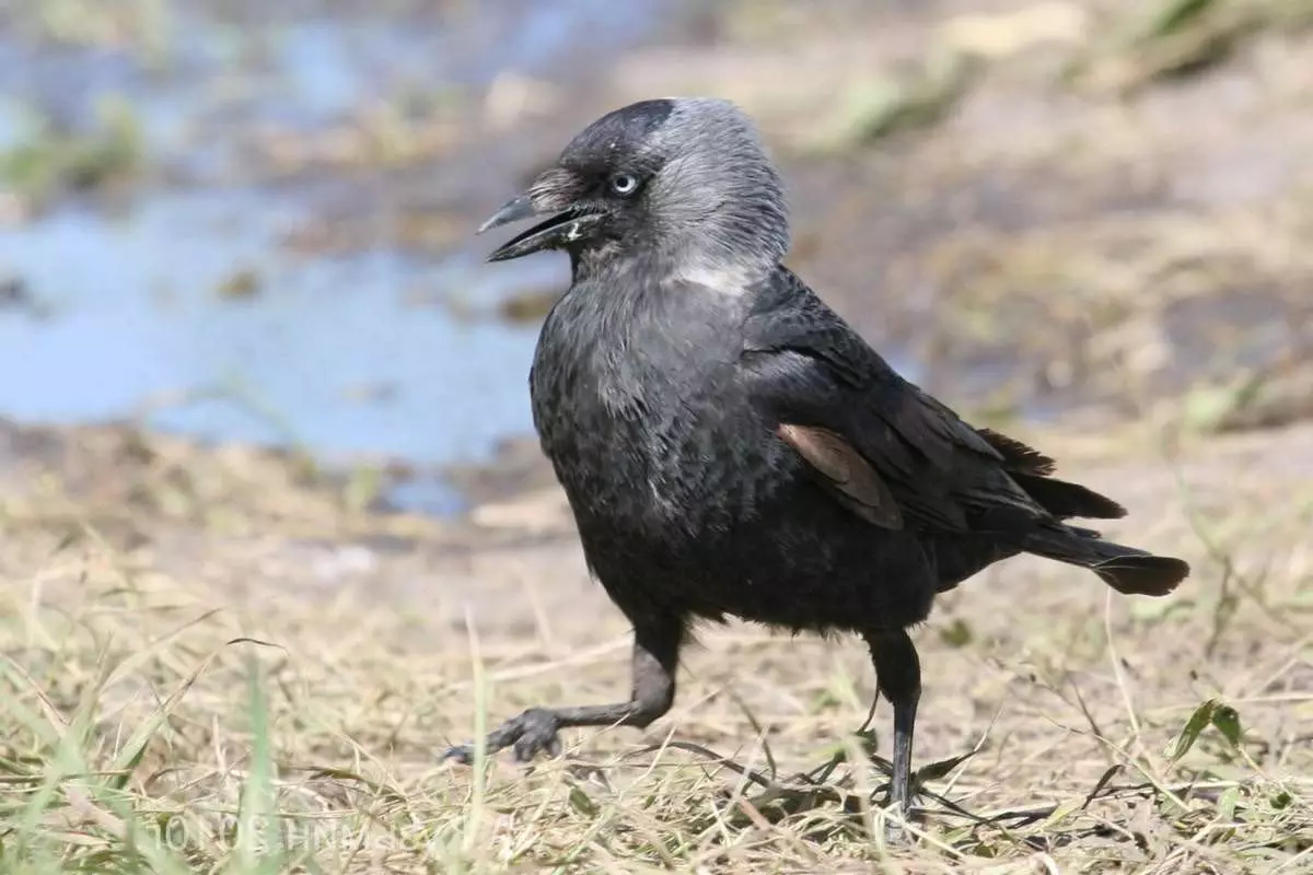 Jackdaws lebih suka menetap di kawasan bandar.