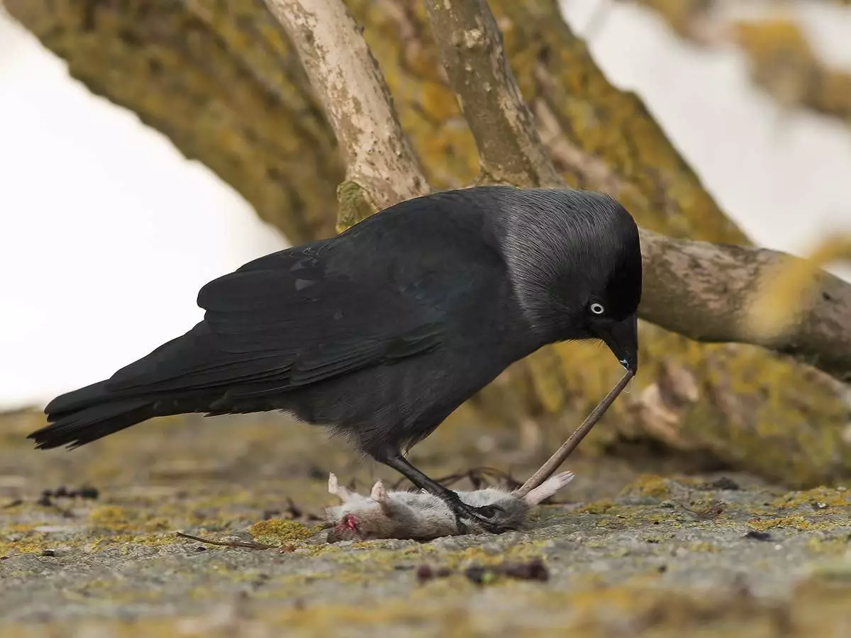 Knaagdiere is ingesluit in die dieet van die jackdaw -voël.